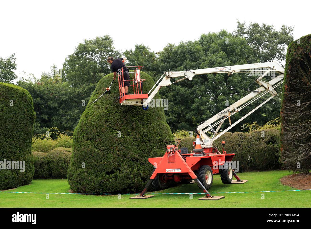 The Yew trees being trimmed at Packwood house, Warwickshire, England ...
