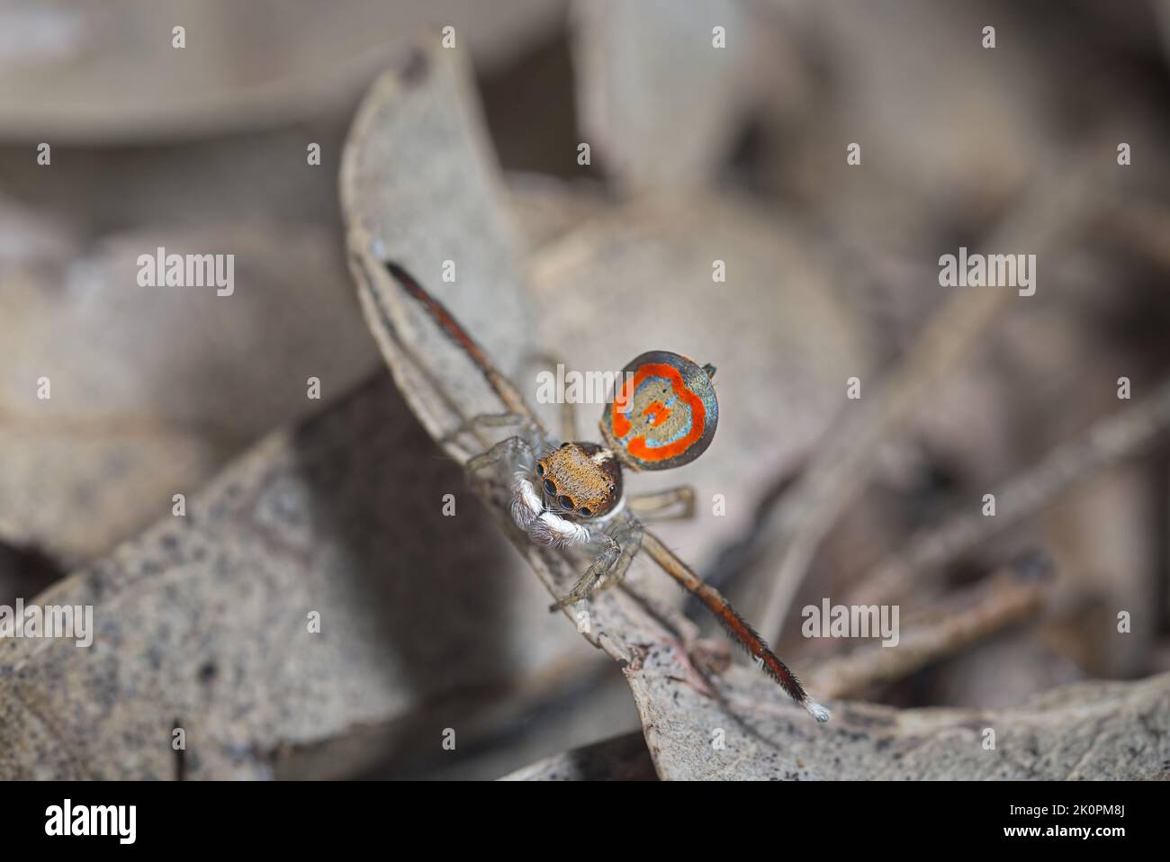 Male Peacock spider (Maratus pavonis) in his breeding colours Stock ...