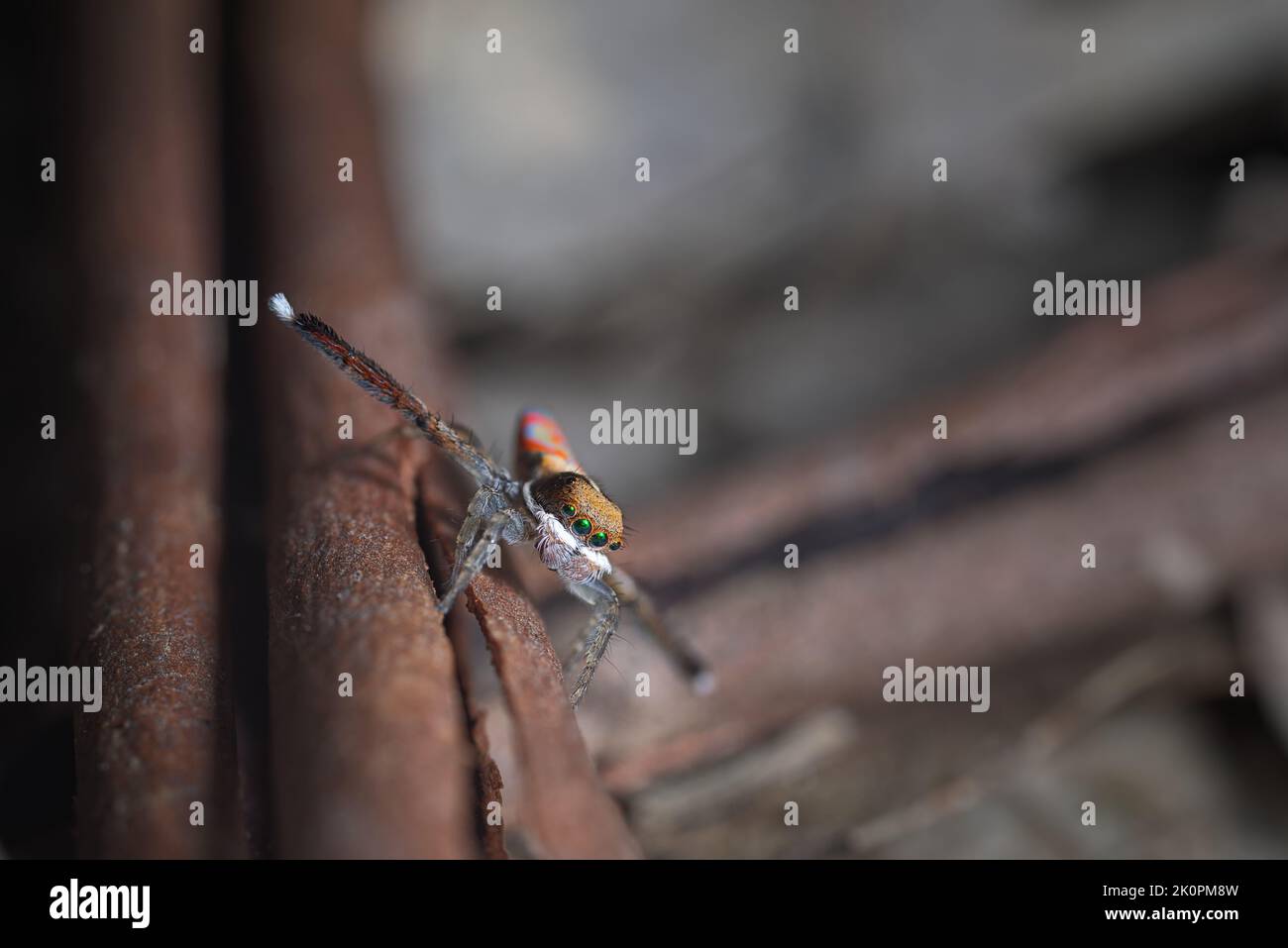 Male Peacock spider (Maratus pavonis) in his breeding colours Stock ...