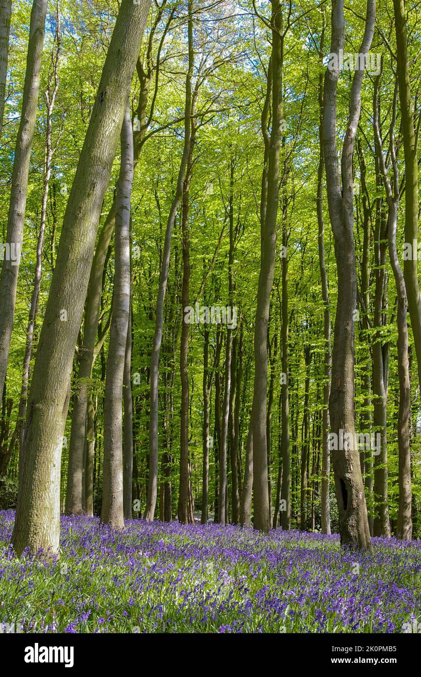 A Bluebell wood in Spring, Coton Manor Gardens, Northamptonshire, UK ...