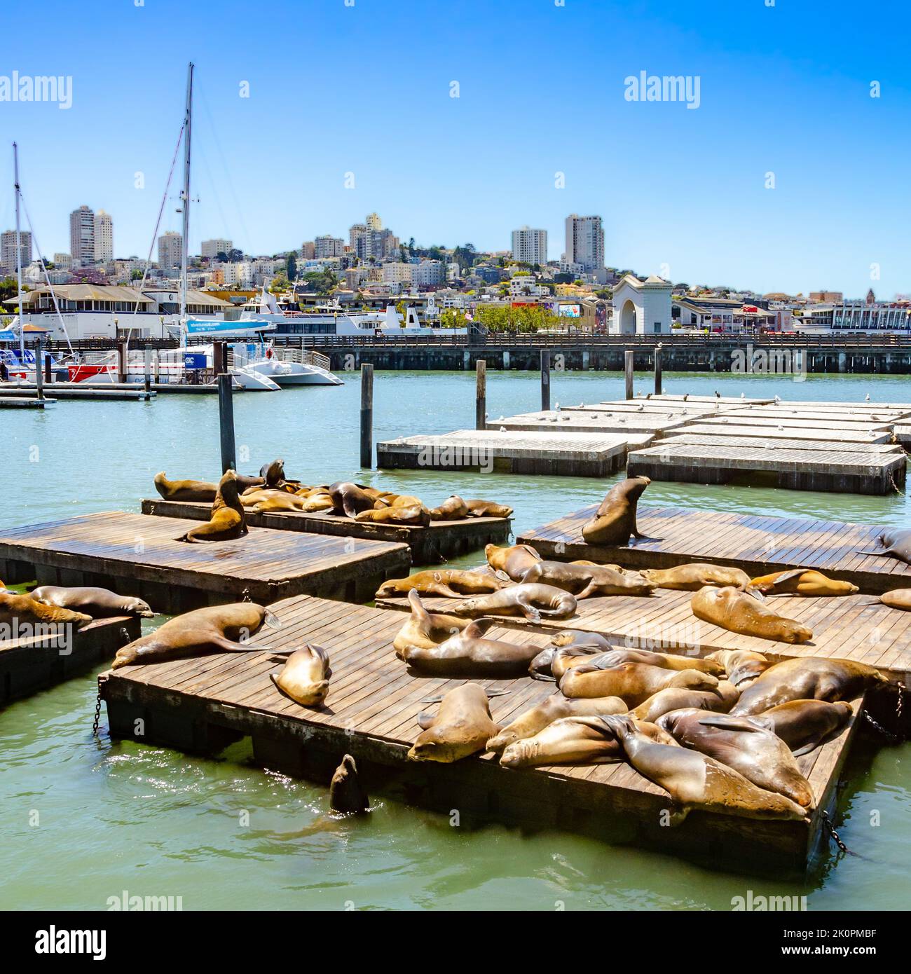 Wild seal sunbathing on wooden pontoons in the harbour at Pier 39 in ...