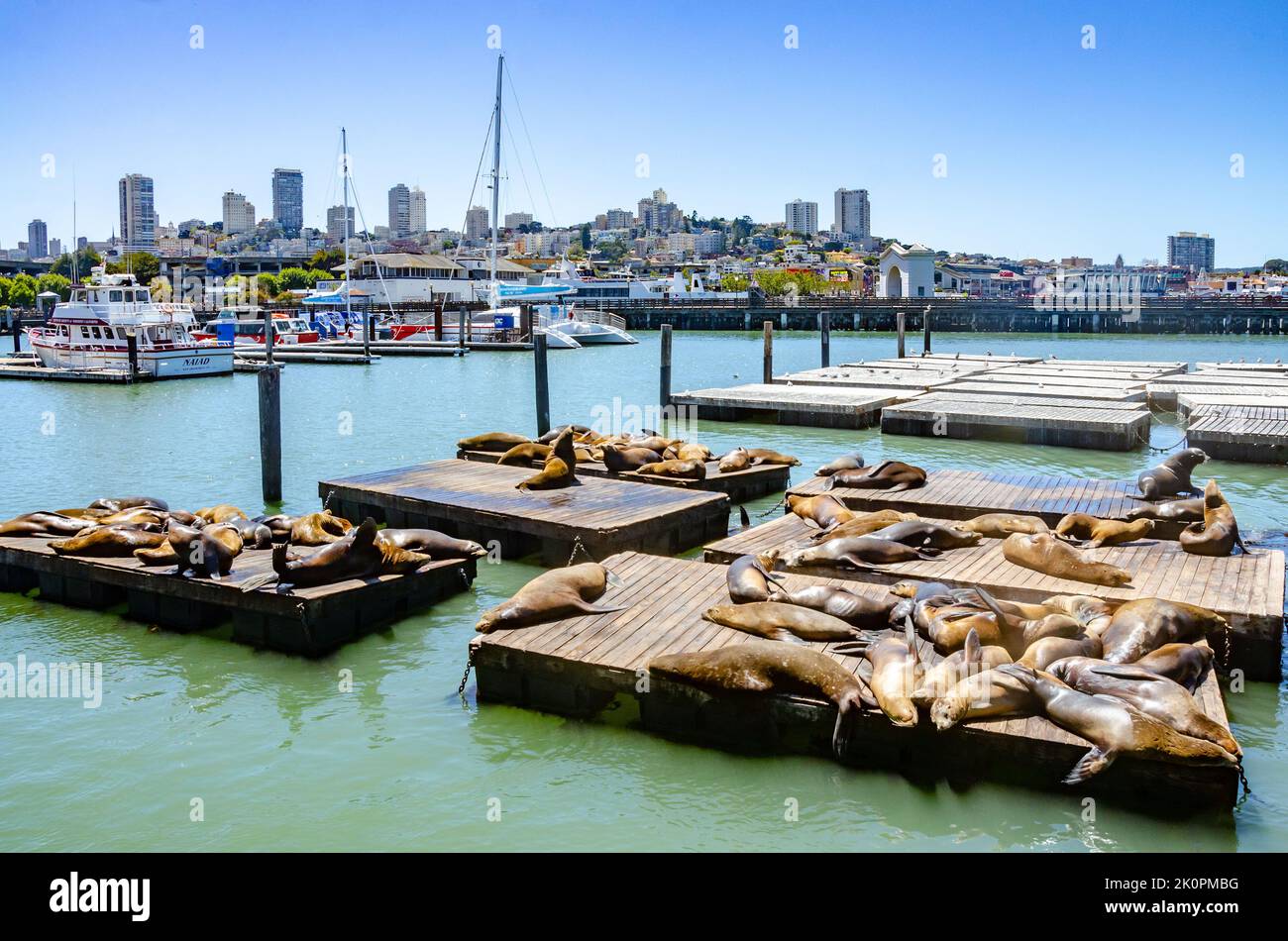 Wild seal sunbathing on wooden pontoons in the harbour at Pier 39 in ...