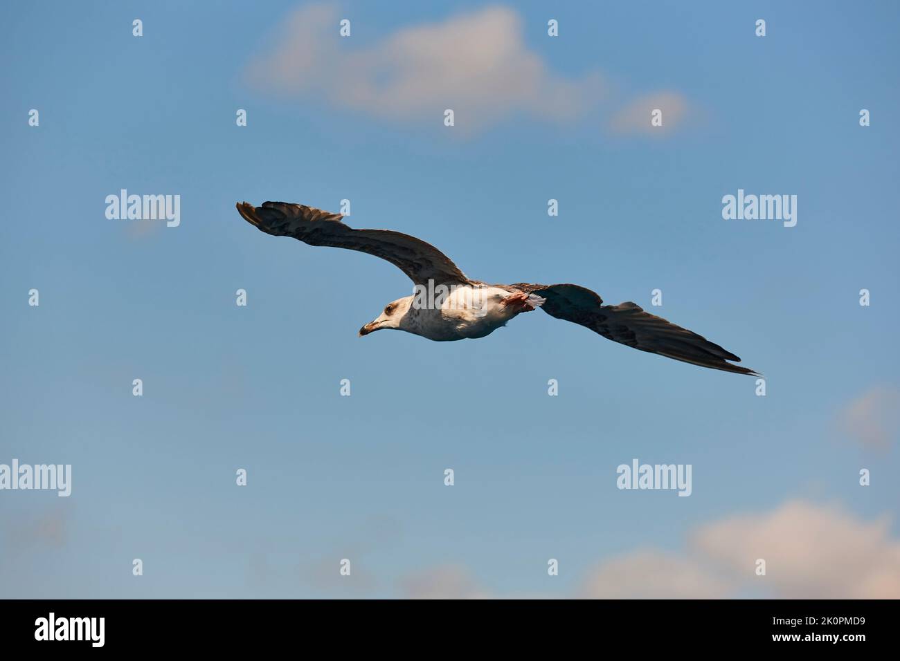 Flying seagull drawing hi-res stock photography and images - Alamy