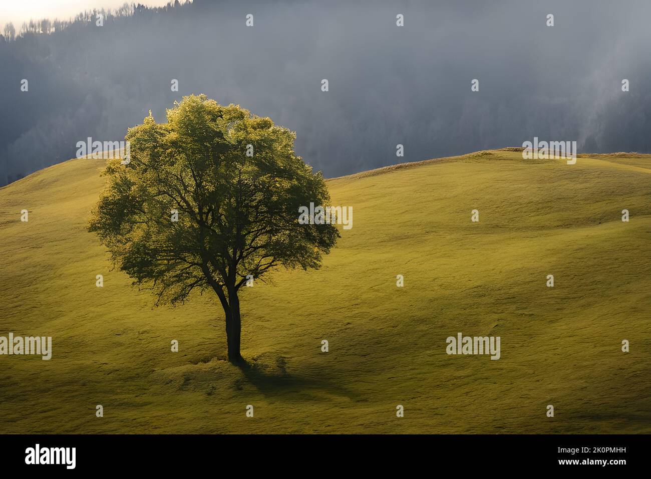Lonely oak standing in hi-res stock photography and images - Alamy