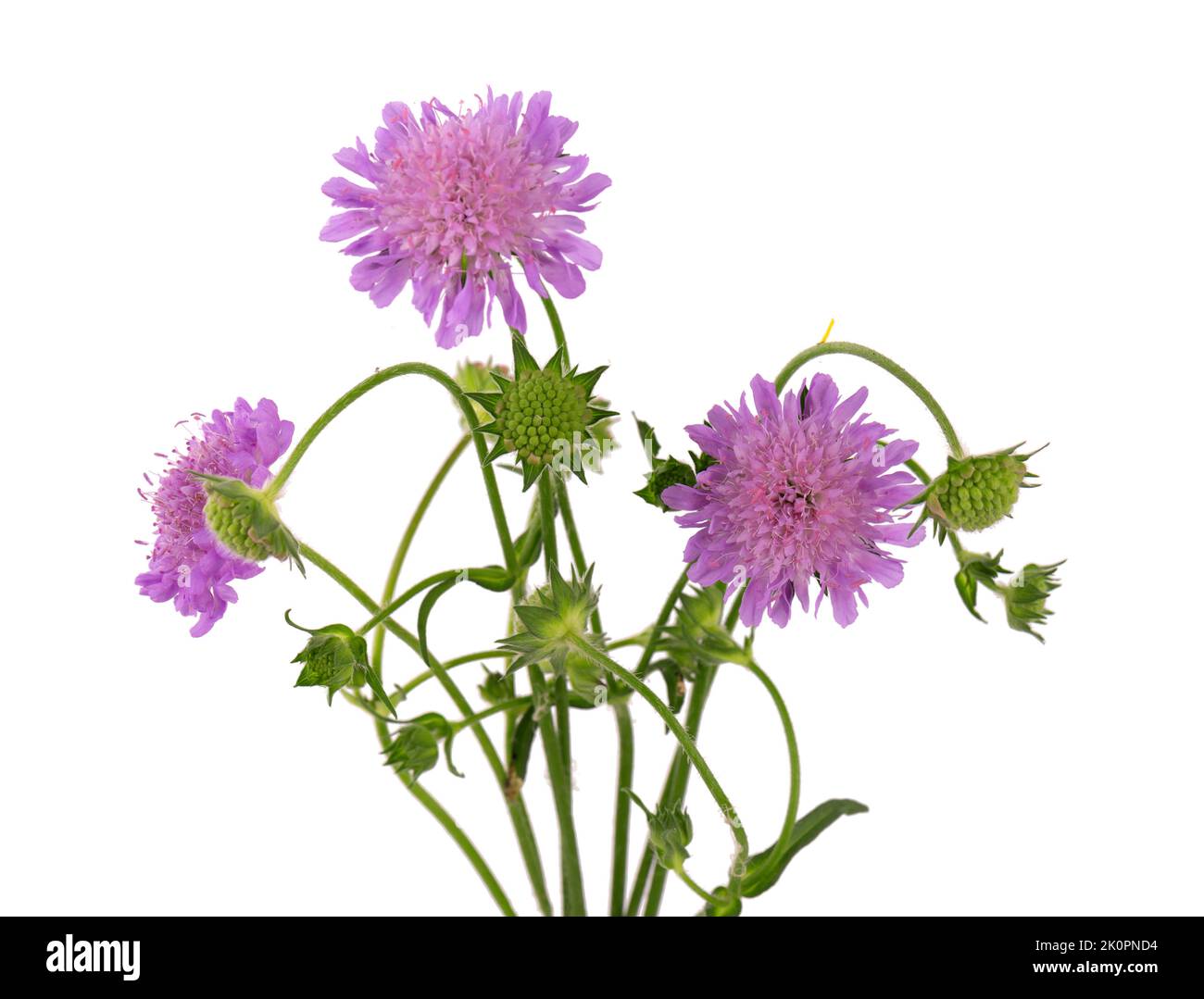 Field Scabious Flower isolated on white background. Knautia arvensis ...