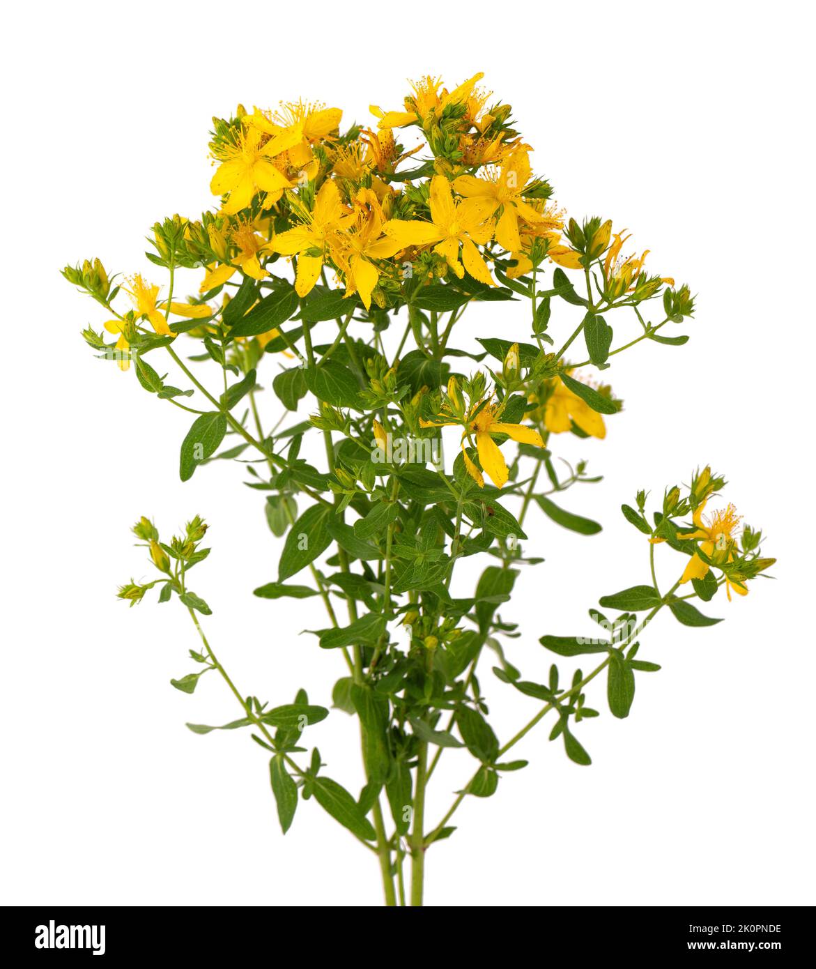 St. John's wort flowers, isolated on white background. Hypericum ...