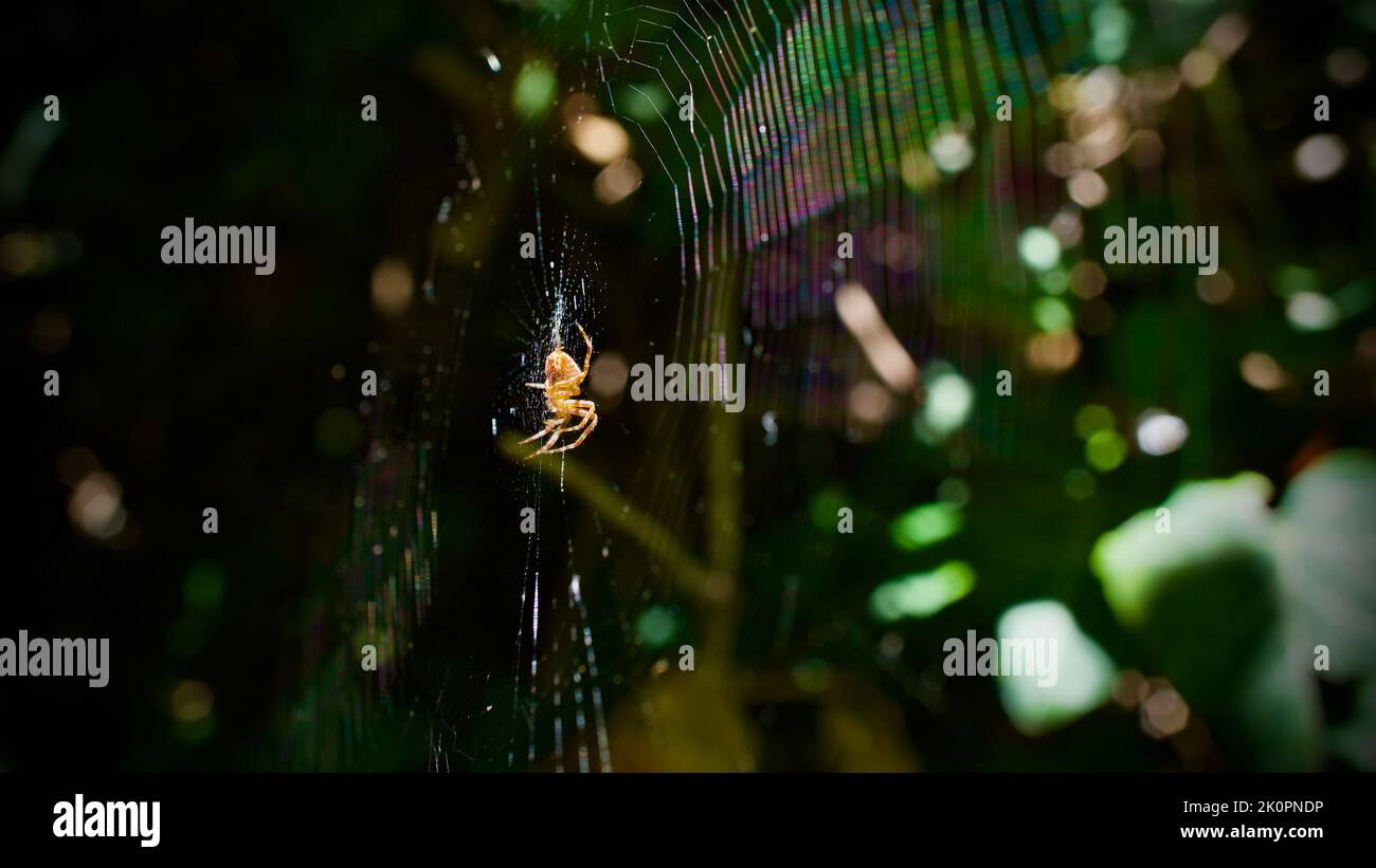Spider web between plants. Yellow spider Stock Photo - Alamy