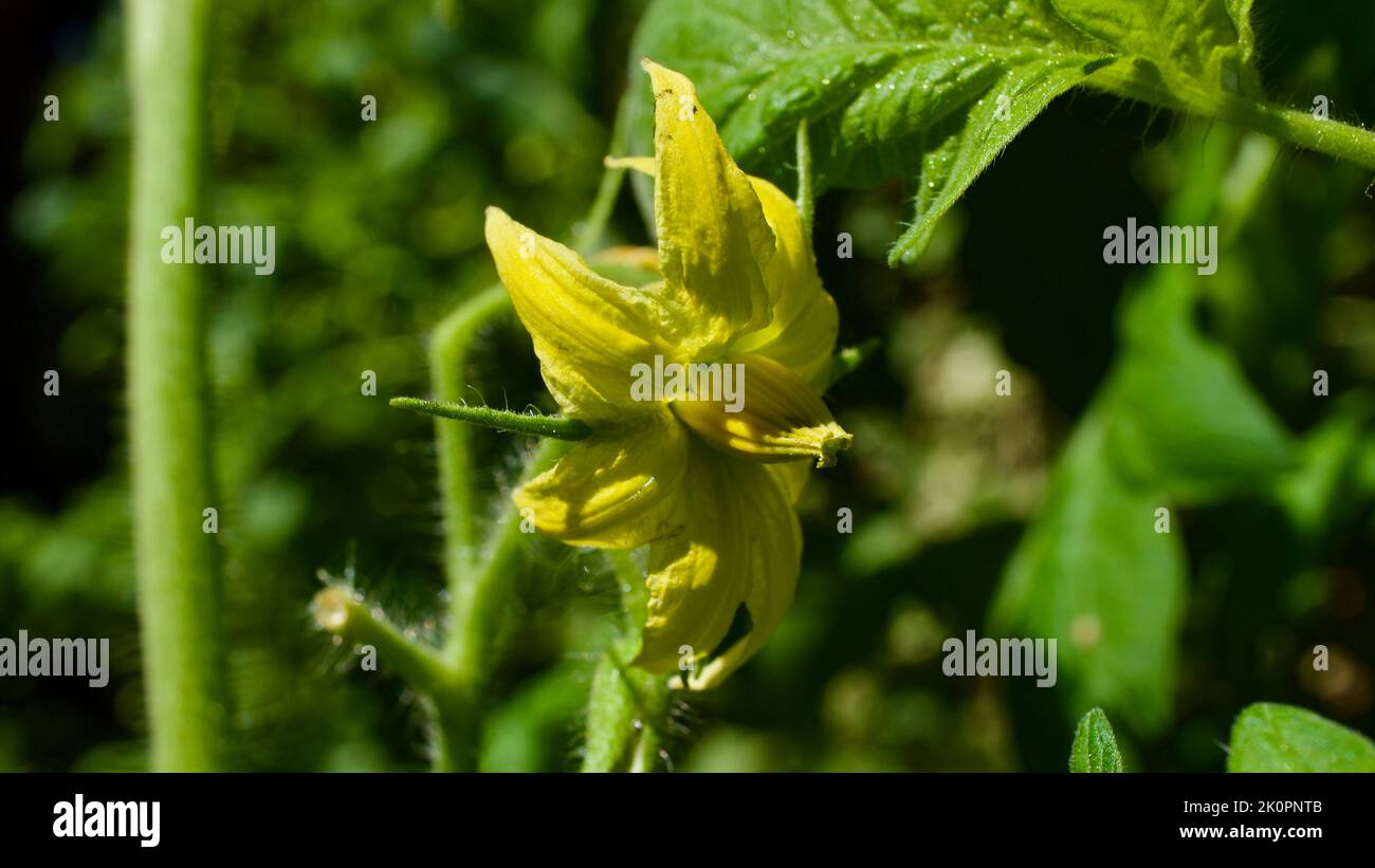 Yellow tomato flower on a green tomato seedling. Tomato seedling ...