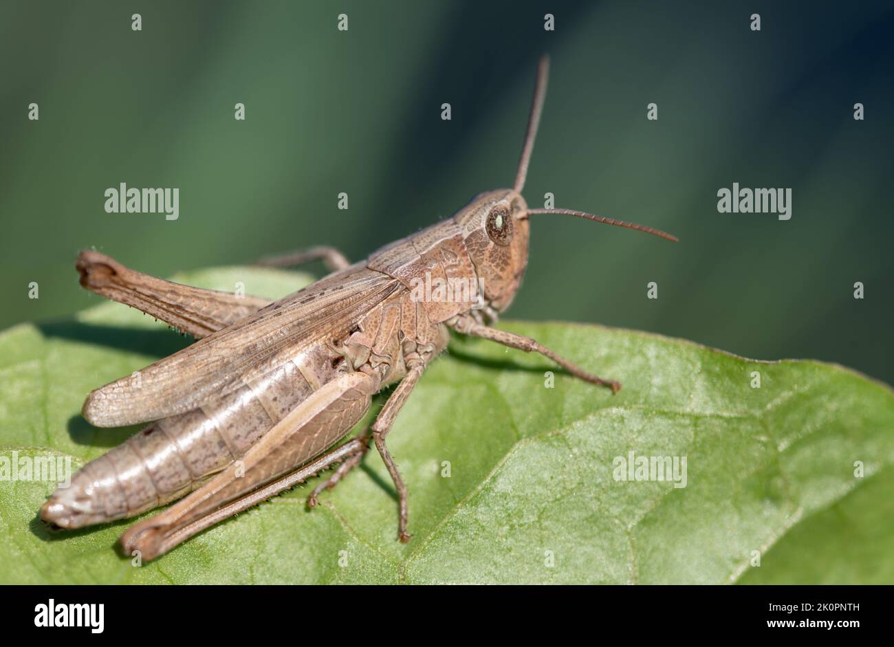 Close up of a brown little cricket sitting on a green leaf. The ...