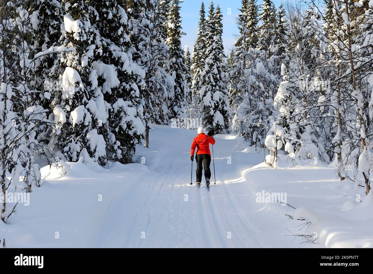 The back of a woman skiing in a snowy forest, Grövelsjön, Dalarna ...