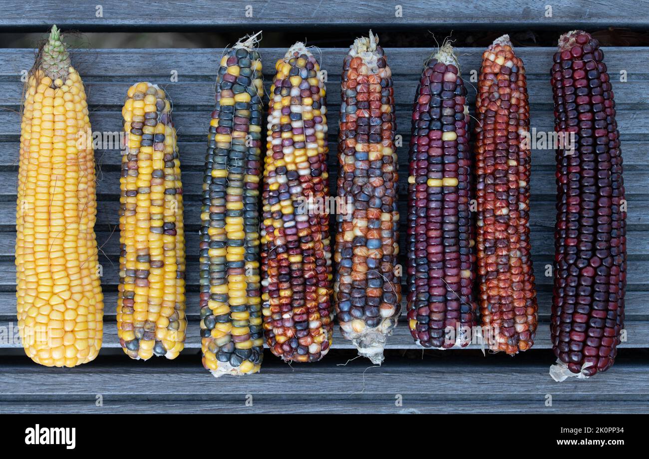 Different colors of corn hi-res stock photography and images - Alamy