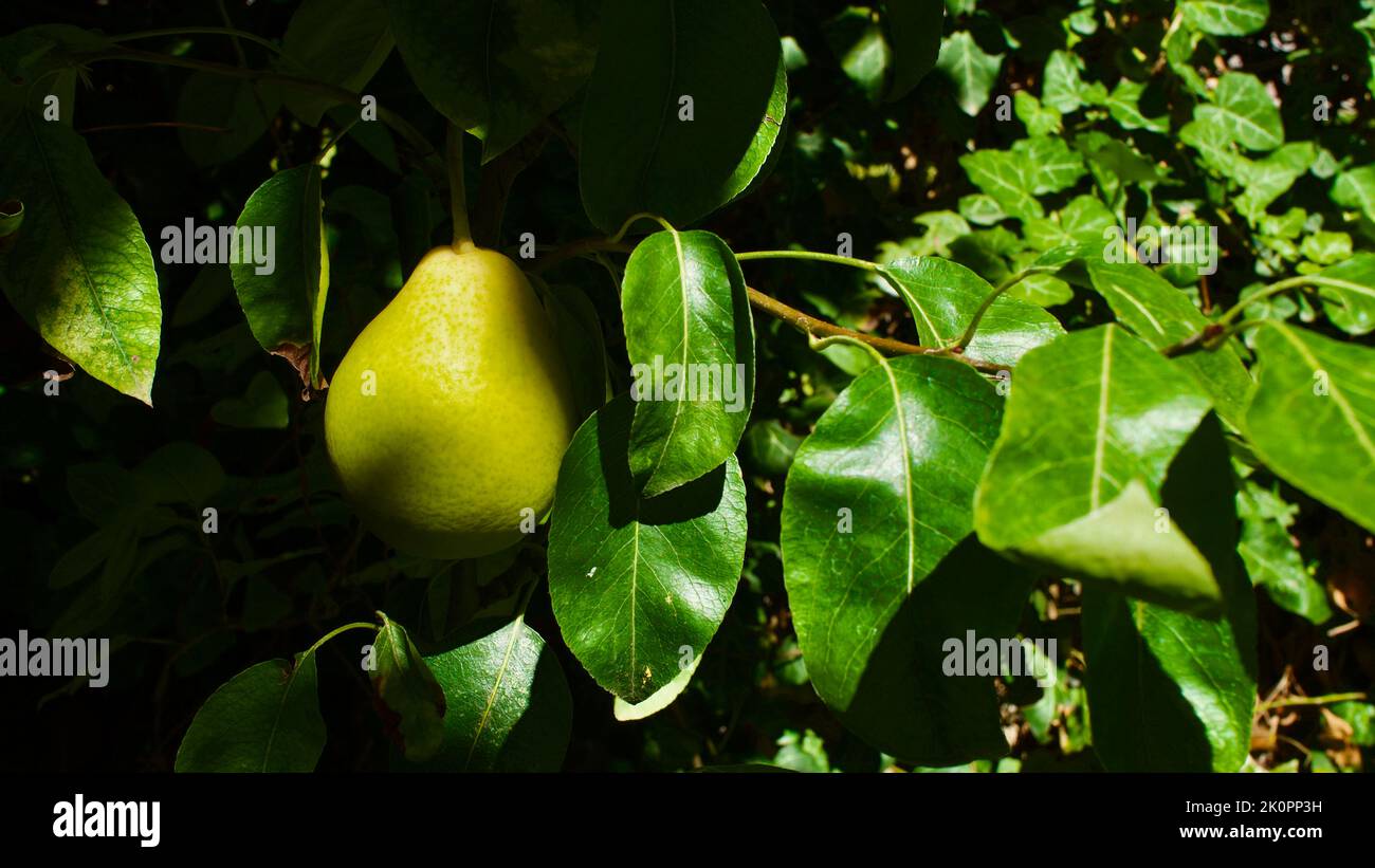 Pear fruit on branch. Mature fruit. Fruit tree Stock Photo - Alamy