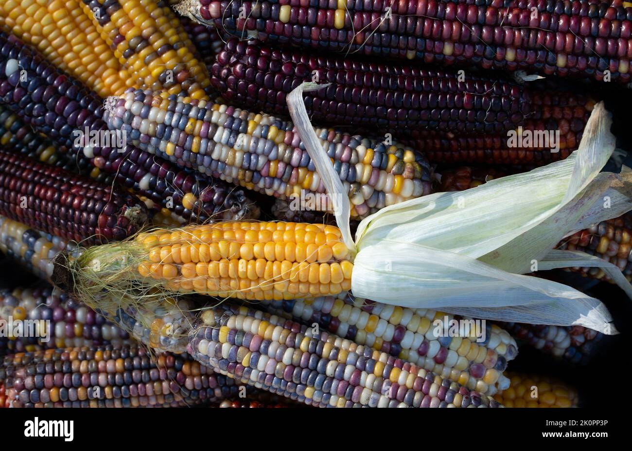 Many ripe corncobs of different colors lie on top of and next to each ...