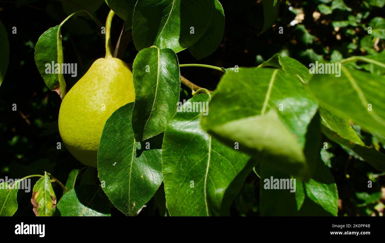 Mature growth fruit trees hi-res stock photography and images - Alamy