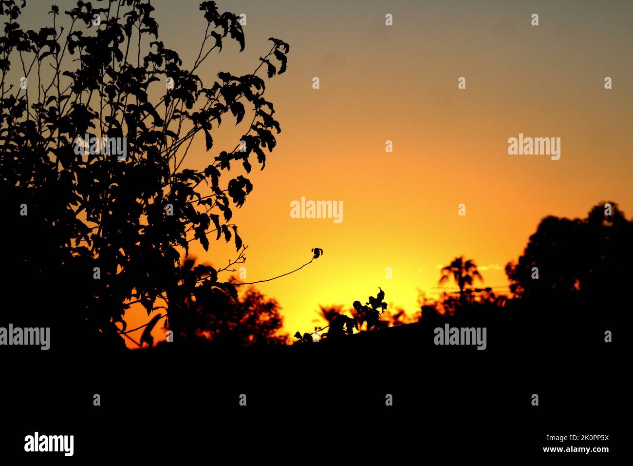 A bright orange sunset sky over a park with trees Stock Photo - Alamy