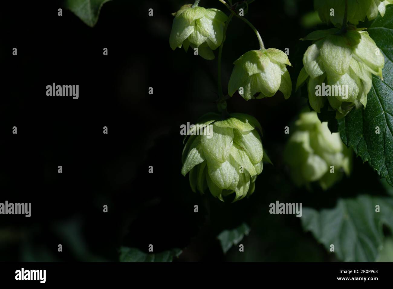 Close up of green hop flowers hanging against dark background in nature ...