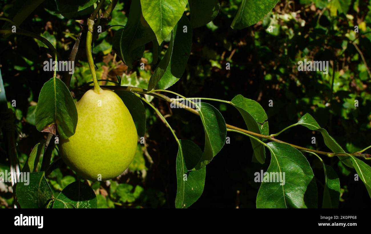Pear fruit on branch. Mature fruit. Fruit tree Stock Photo - Alamy