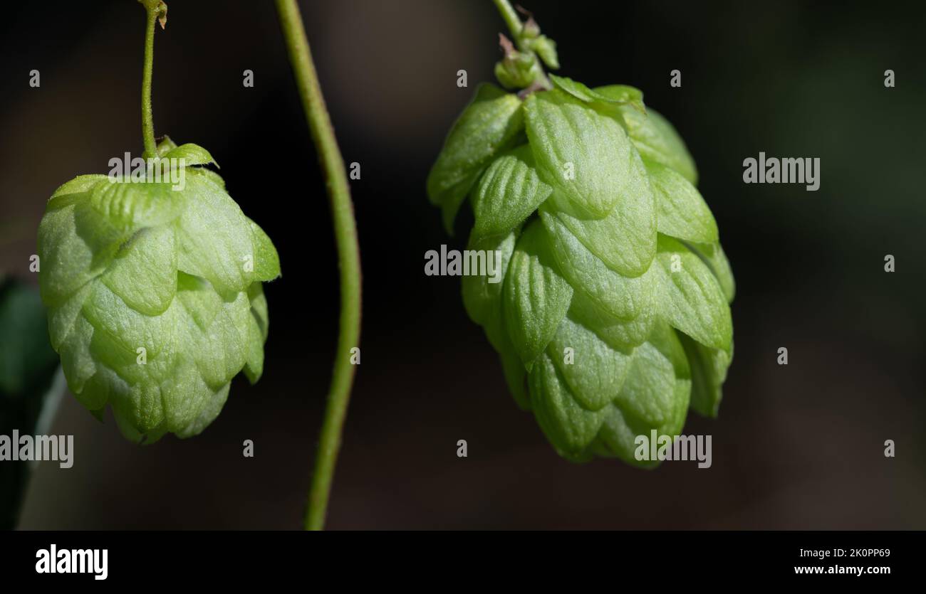 Hop flower hi-res stock photography and images - Alamy