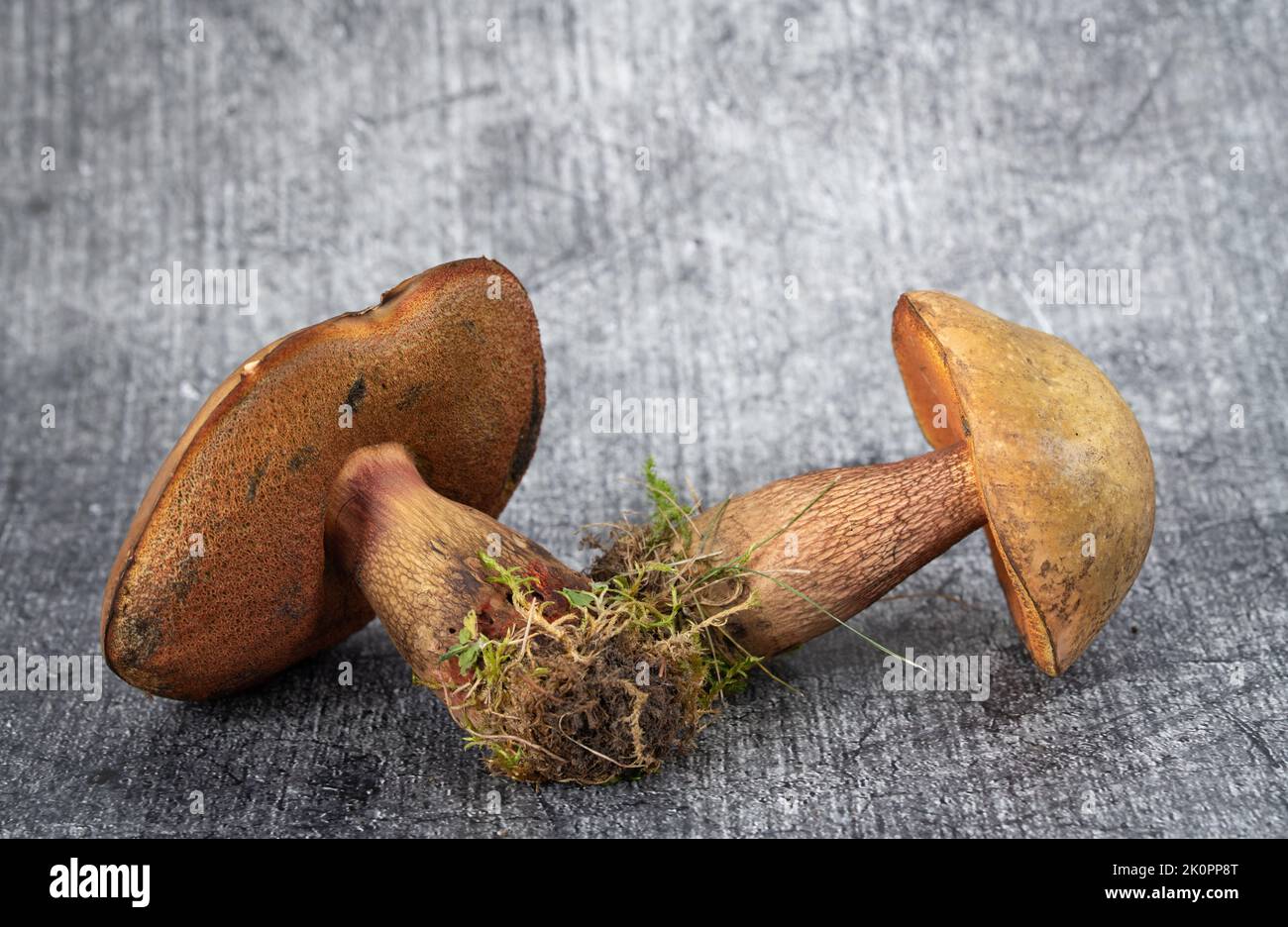 Close-up of two blue witch boletes (Neoboletus erythropus) lying side ...