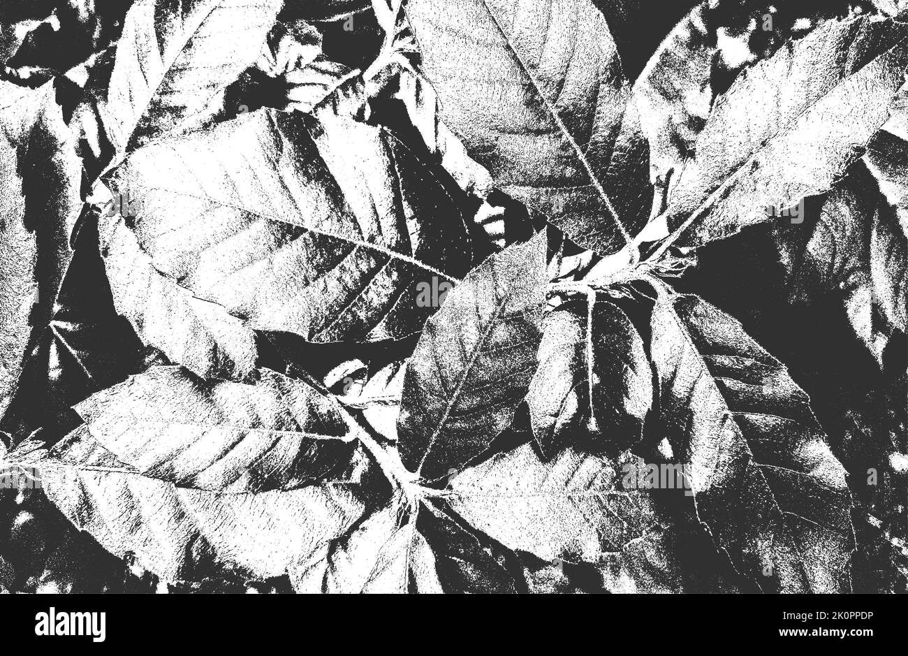Distressed overlay wooden leaf macro texture with streaks. grunge black ...