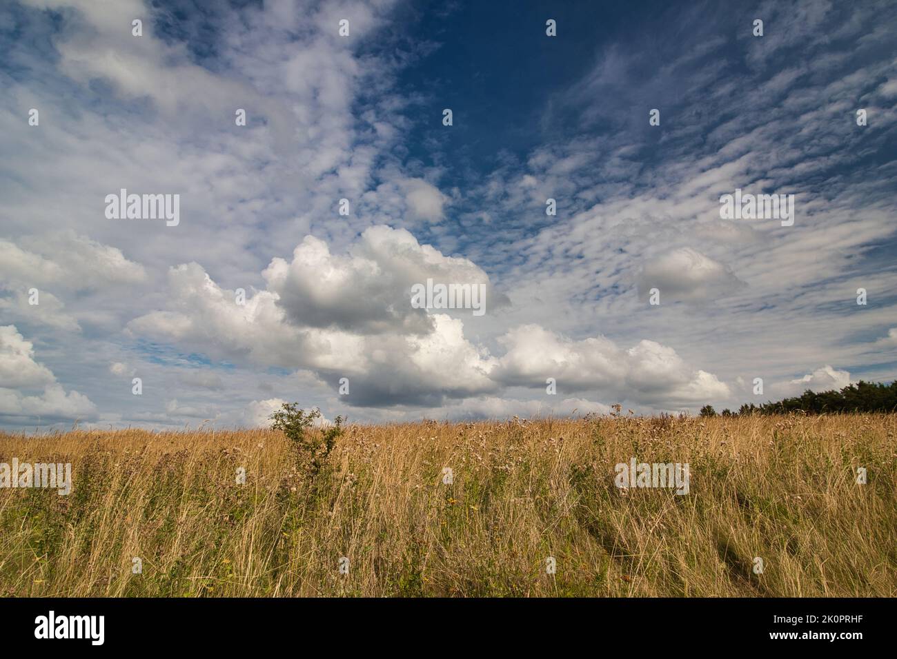 A dry meadow with grass in summer hot day under beautiful sky Stock ...