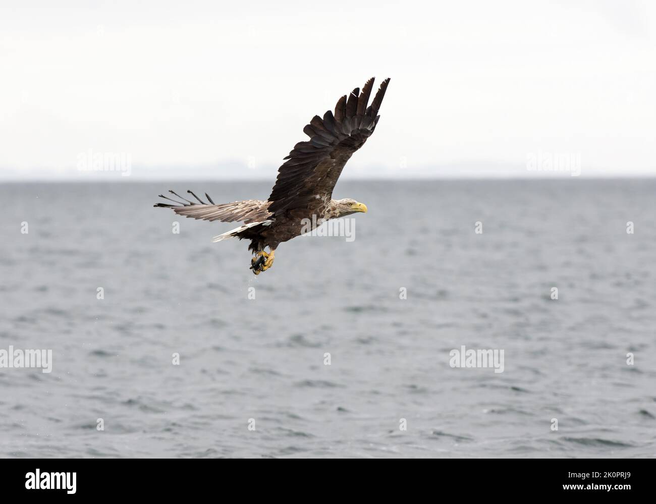 White-tailed eagle (Haliaeetus albicilla) in flight, with a fish in it ...