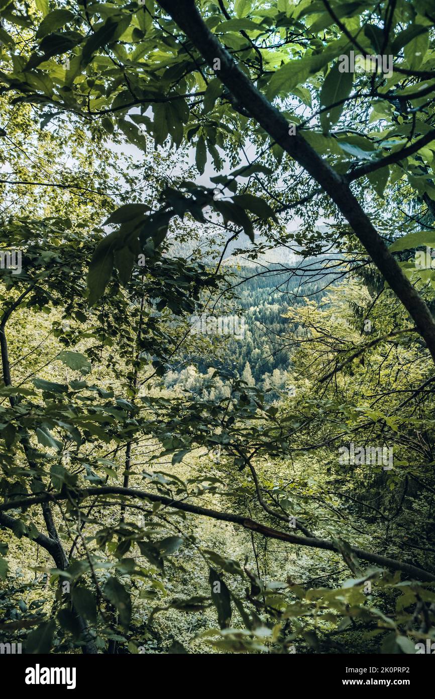 Carpathian mountain flora. View of pine tree forest thru branchesusing ...
