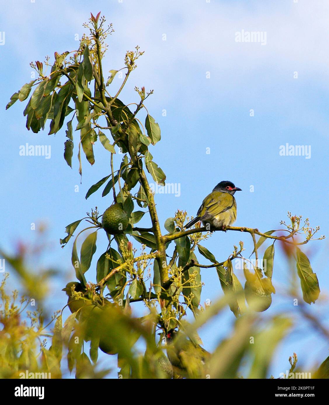 Three Australasian figbirds, Sphecotheres vieilloti, perching on top of ...