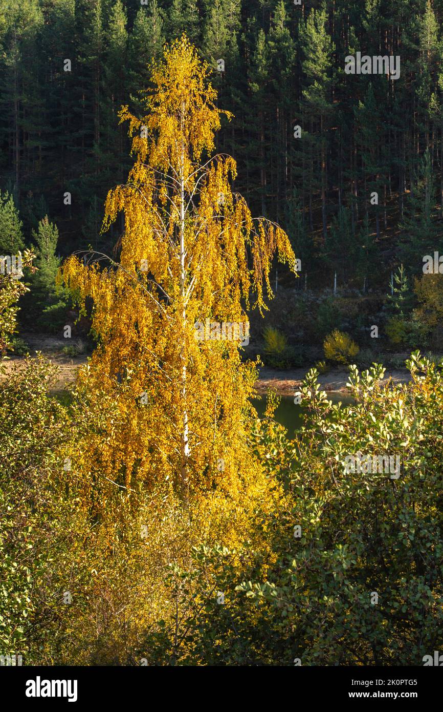 Autumn yellow birch, forest multicolored trees fall background texture ...