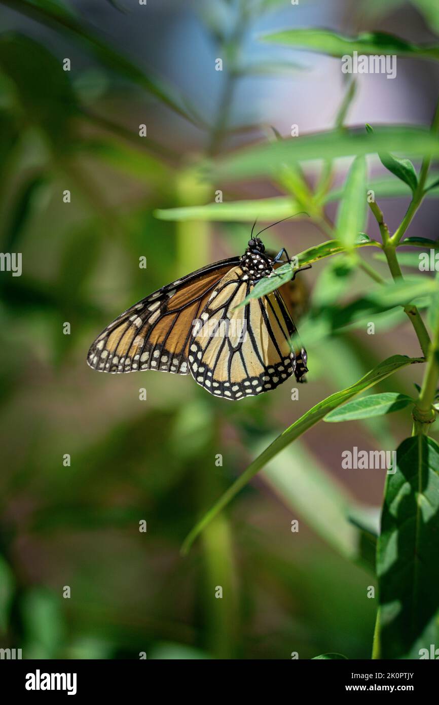 The monarch butterfly or simply monarch (Danaus plexippus Stock Photo ...
