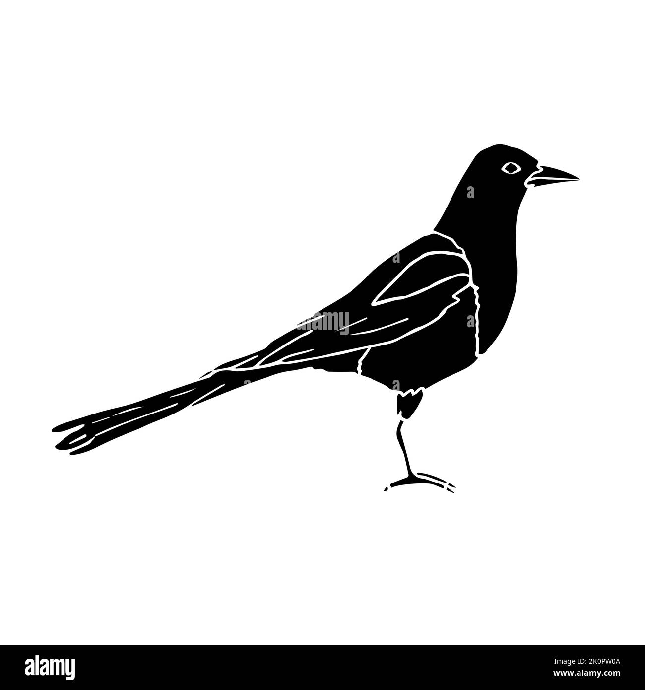Vector hand drawn doodle sketch black magpie bird isolated on white background Stock Vector ...