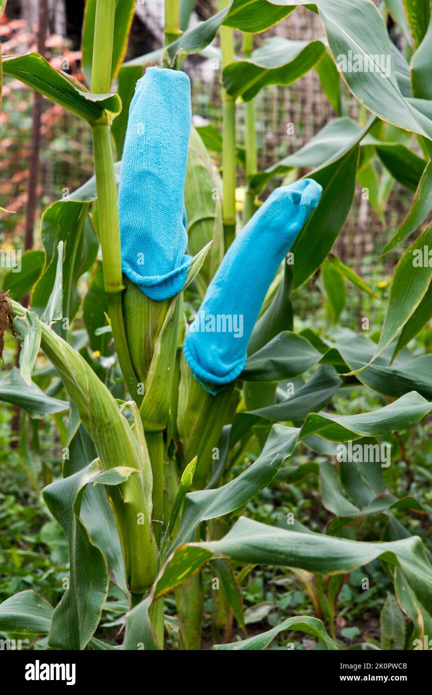 Sweet corn plans beeing protected from animal pests such as badgers ...