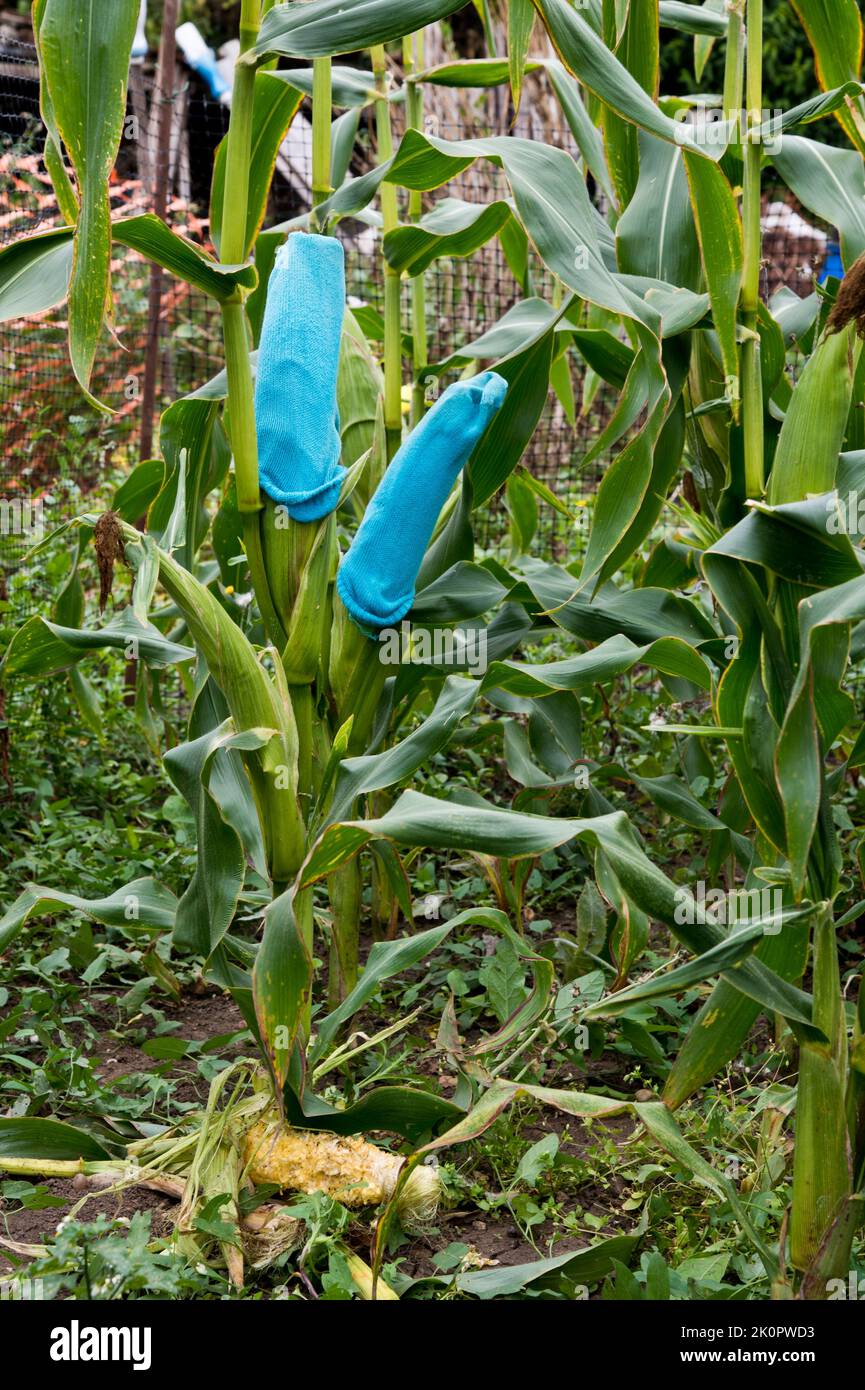 Experiment, sweet corn plans beeing protected from animal pests such as ...