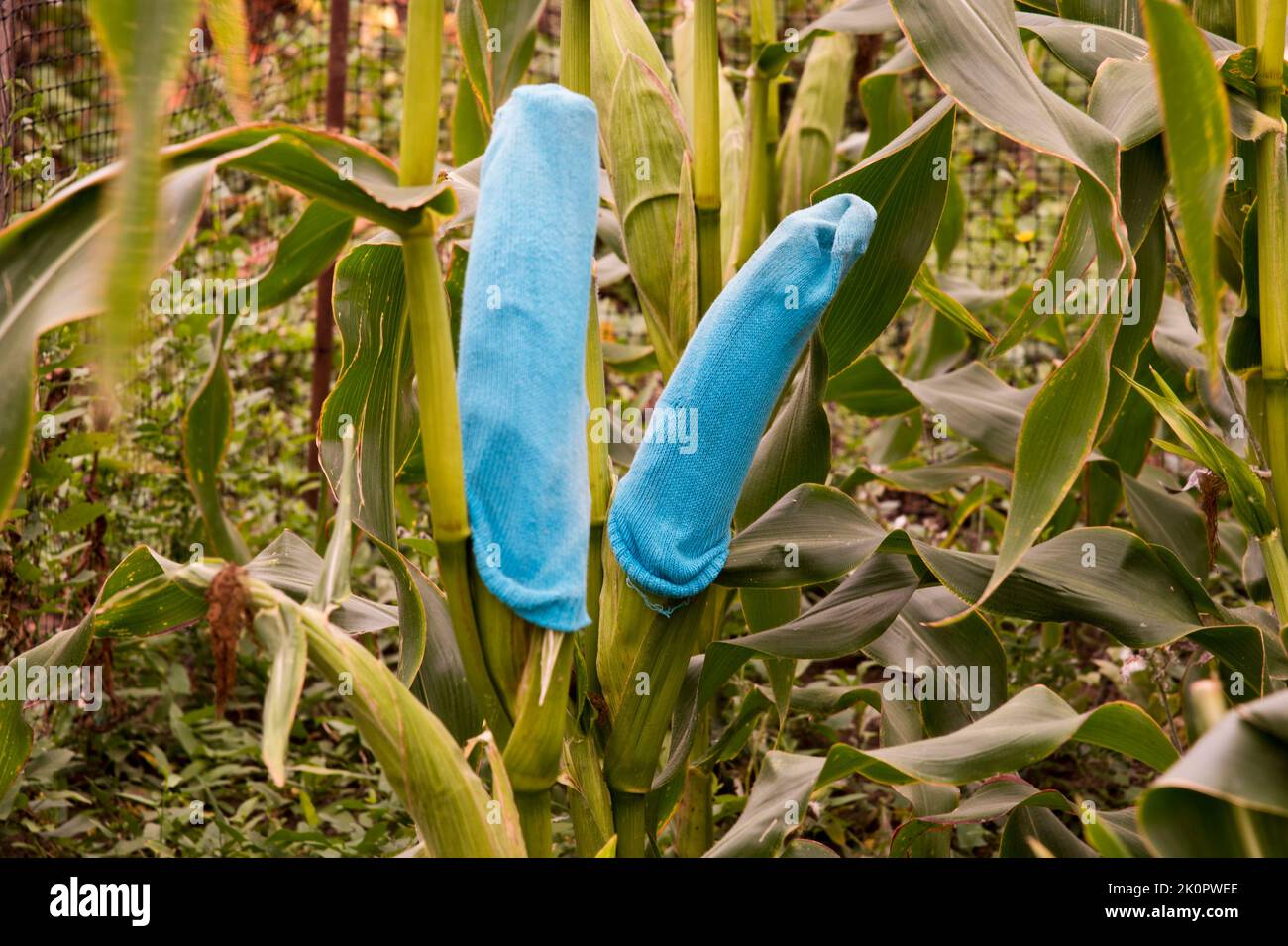 Sweet corn plans beeing protected from animal pests such as badgers ...