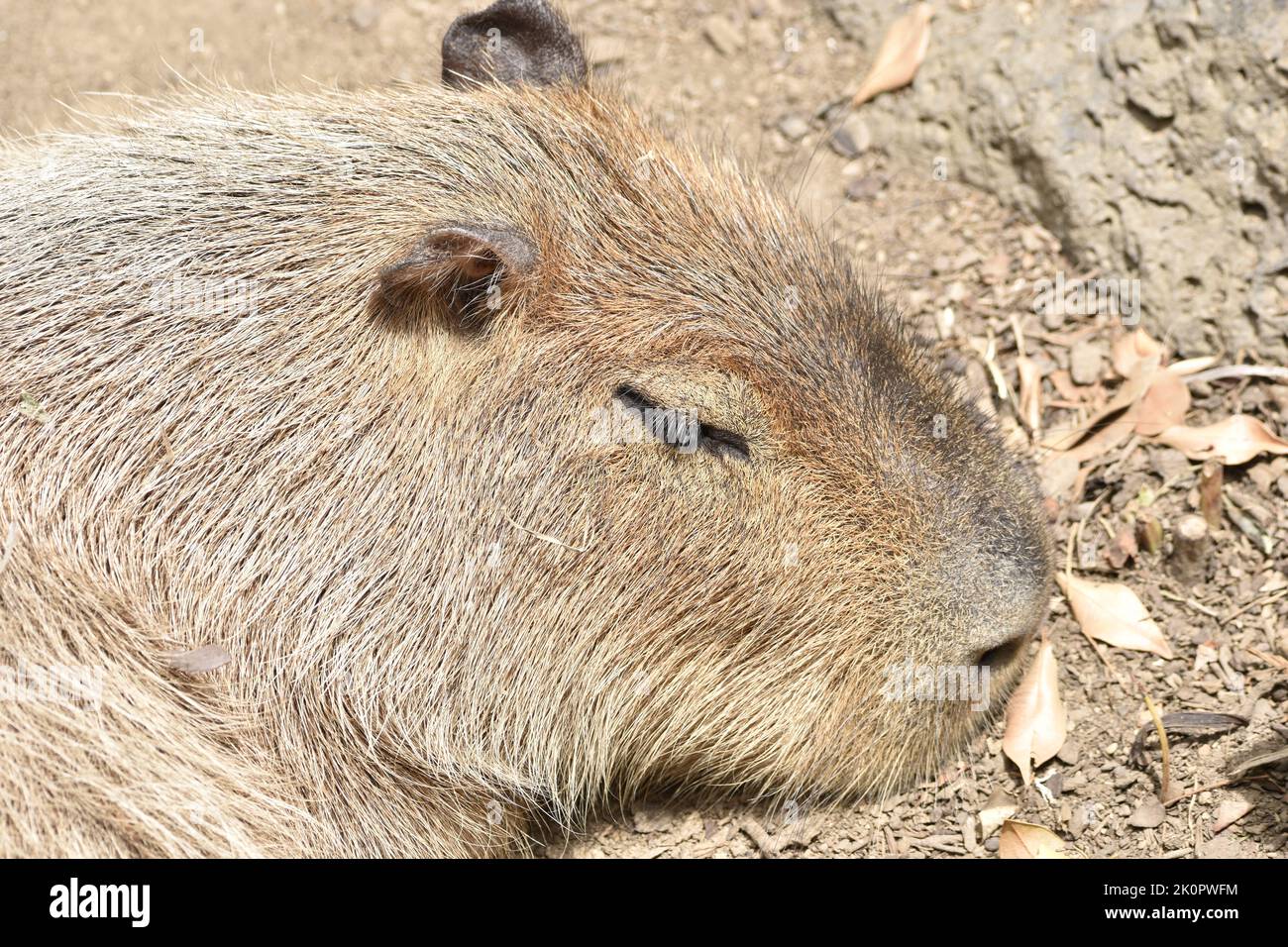 A closeup shot of a capybara sleeping on a forest floor Stock Photo - Alamy