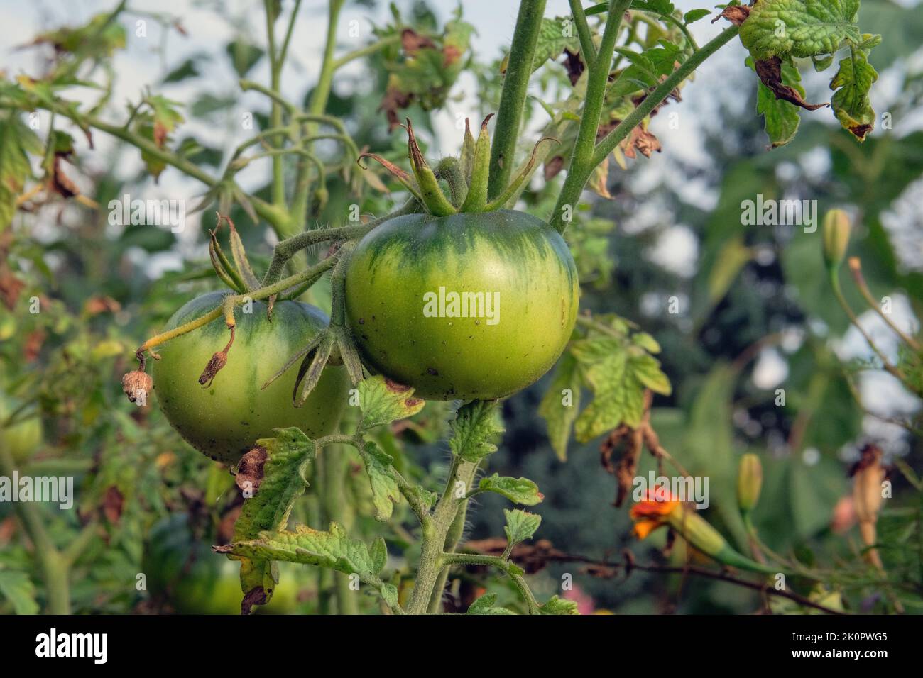 Tomatoes is growing in rustic garden. Organic green tomatoes in farming ...