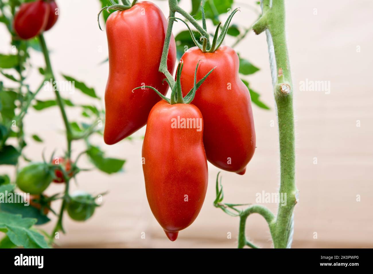 Tomato Bellandine growing on the plant Stock Photo - Alamy
