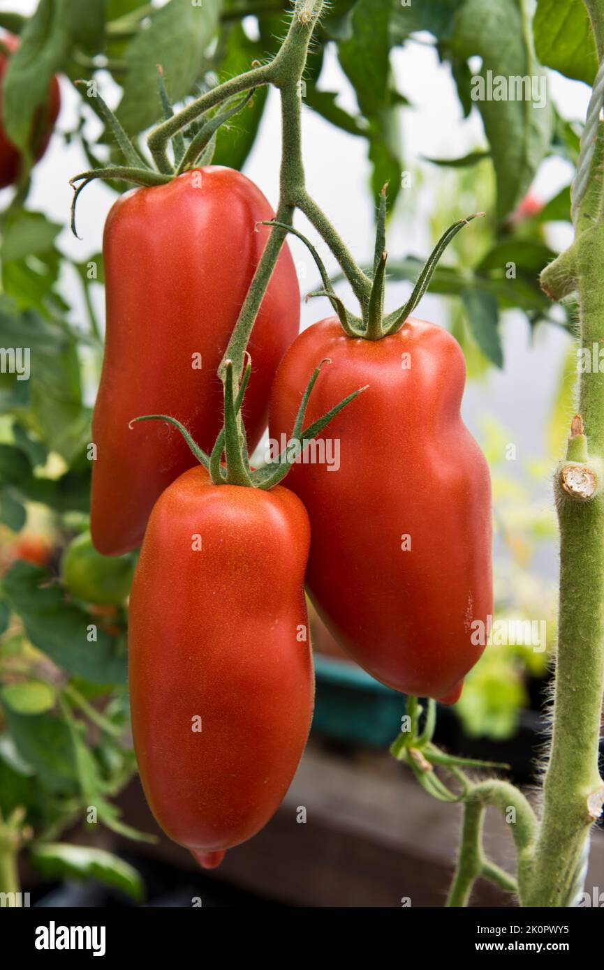 Tomato Bellandine growing on the plant Stock Photo - Alamy