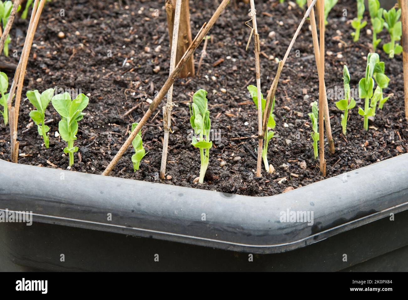 mange tout peas growing in a large plastic container Stock Photo - Alamy