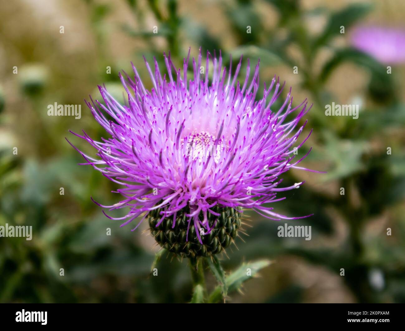 A beautiful purple thistle surrounded by shades of green Stock Photo ...