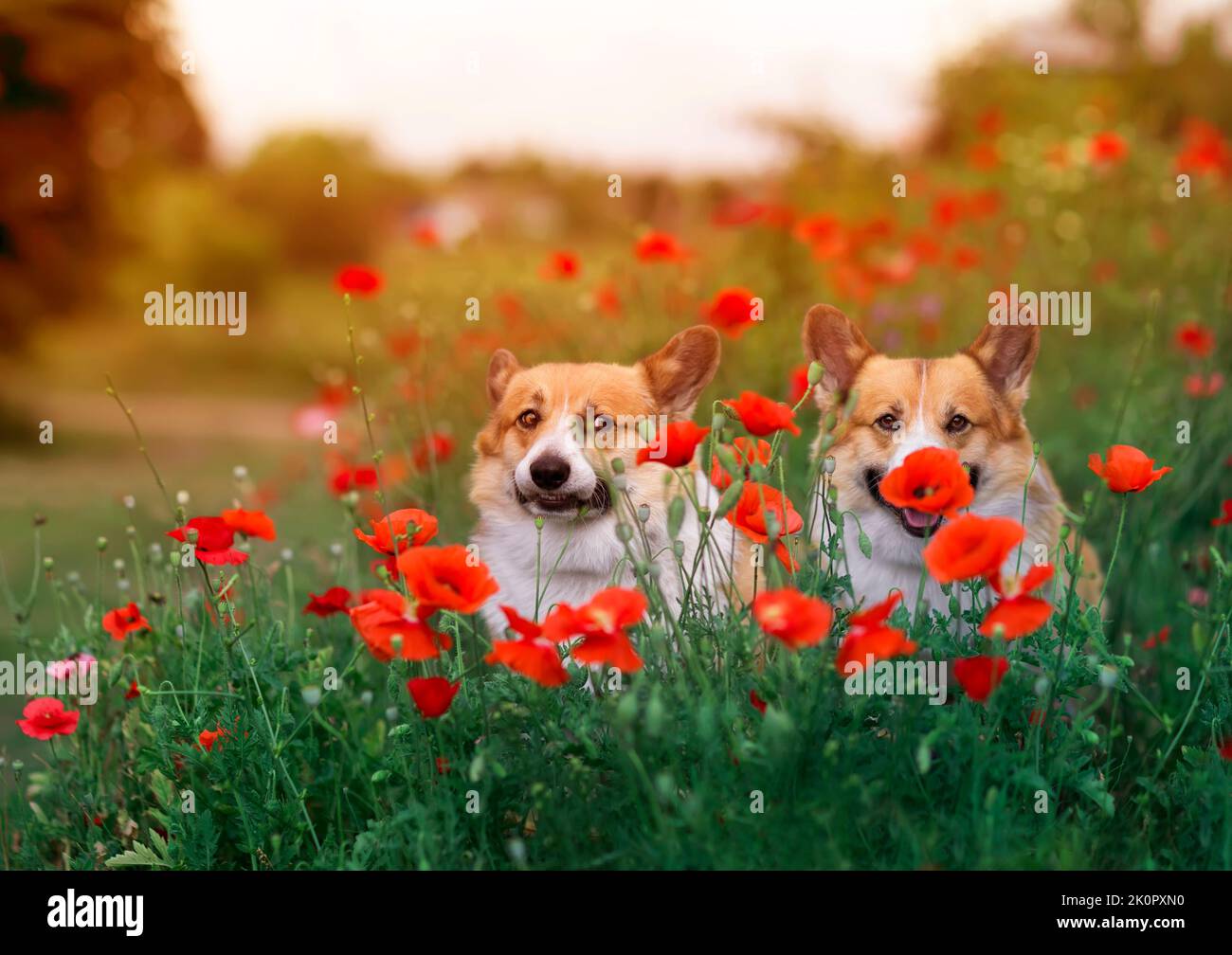 two cute corgi dogs are sitting on a sunny summer meadow among the ...