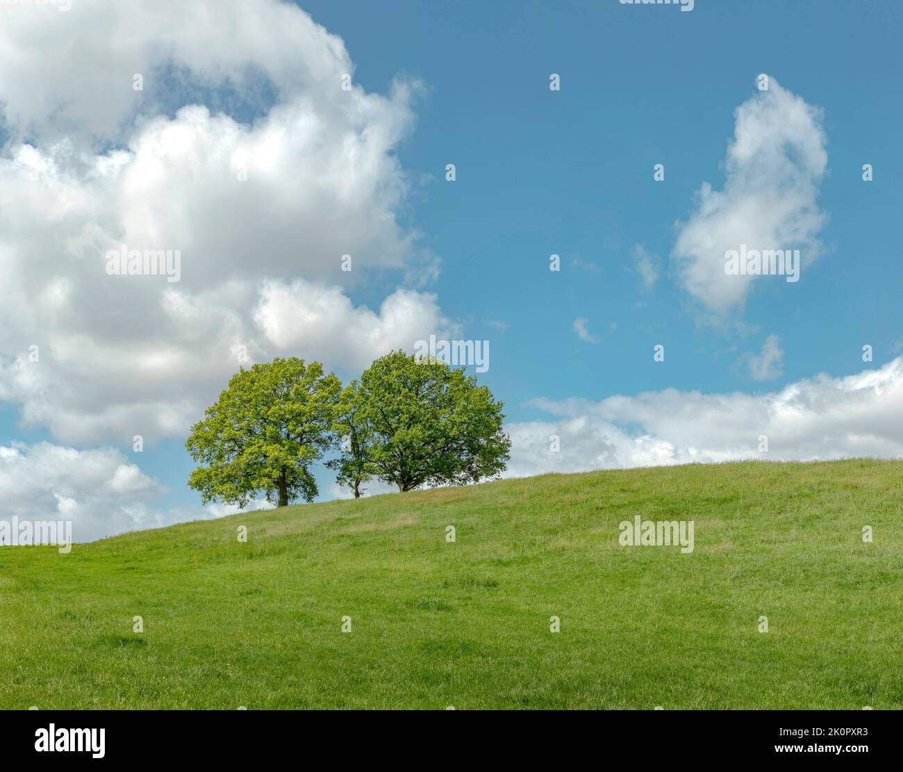 Two trees standing above a hill, Wijlre, Limburg, Netherlands ...