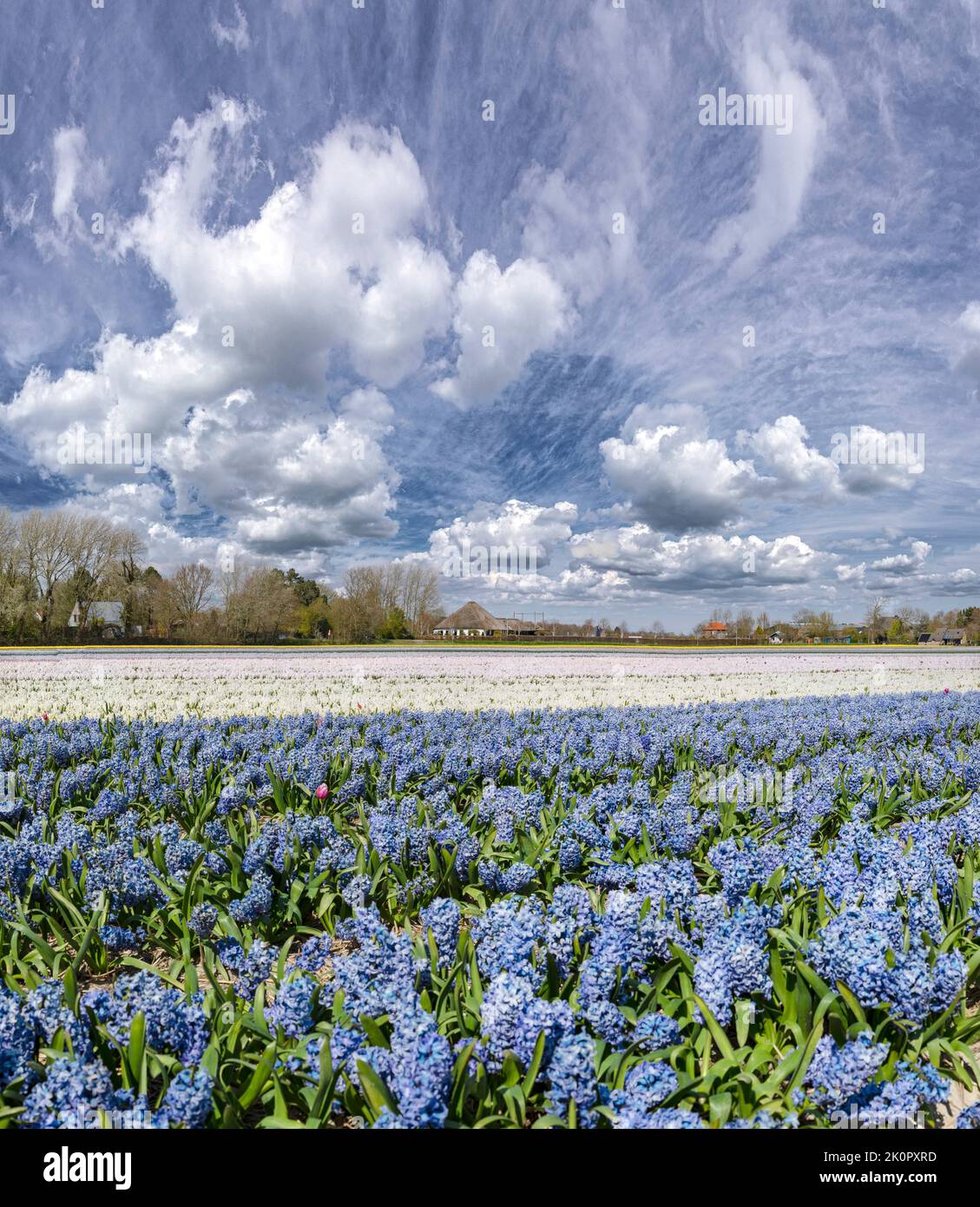 Bulbfield of blue hyacinth, Wimmenum, Noord-Holland, Netherlands ...