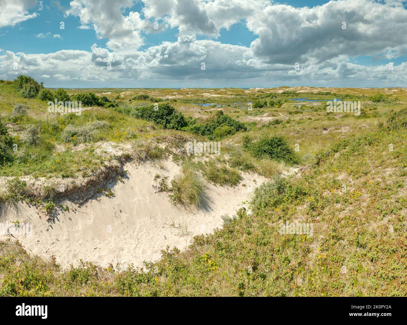 The dunes behind the North sea, Egmond aan Zee, Noord-Holland ...