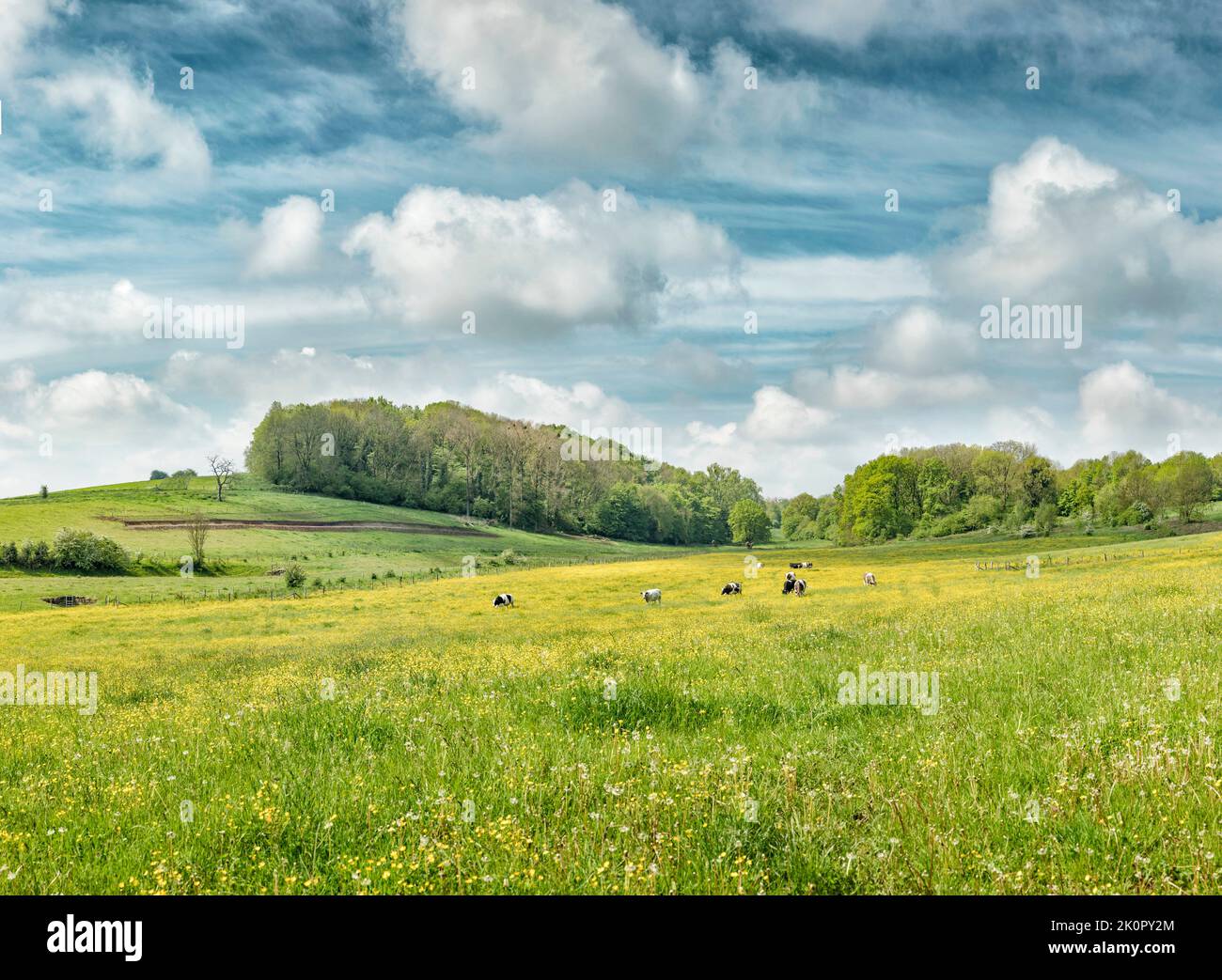 A hilly field with grazing cows, Pesaken, Limburg, Netherlands ...