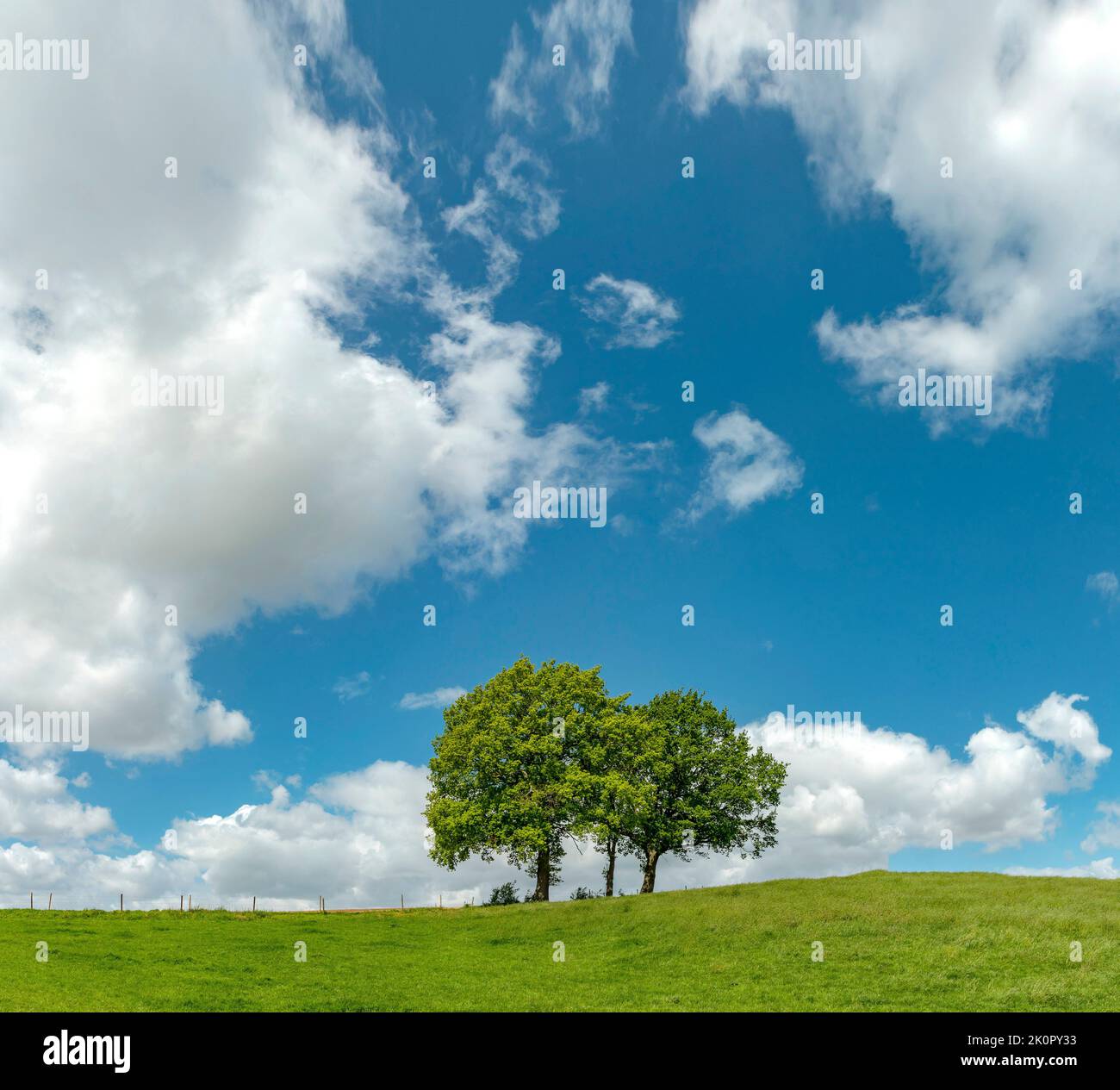 Two trees standing above a hill, Wijlre, Limburg, Netherlands ...