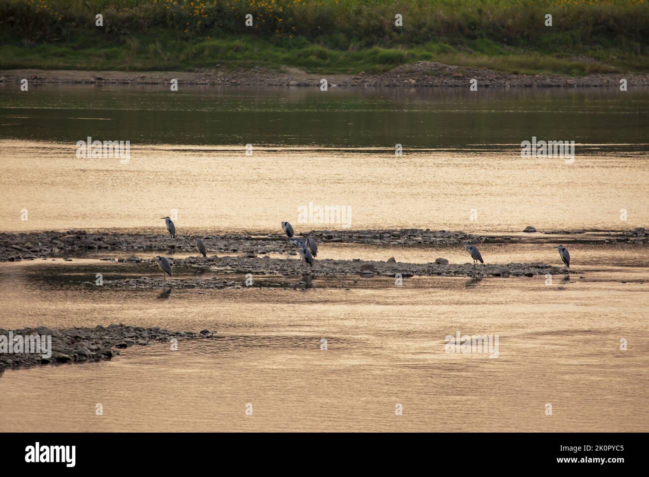 Shallow lakes and ponds hi-res stock photography and images - Alamy