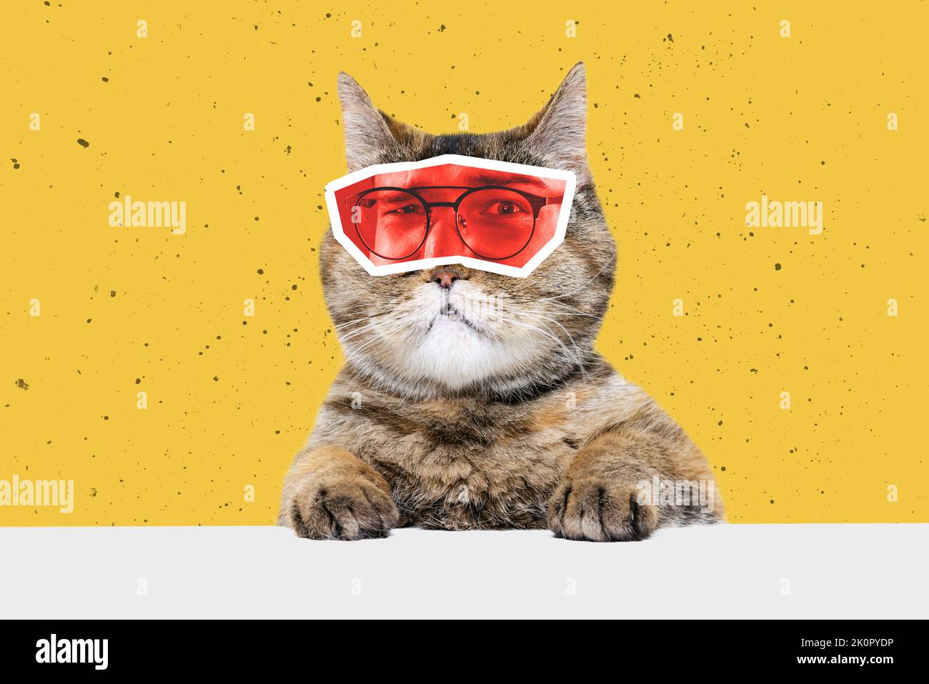 Creative portrait of cute cat with human eyes expressive different ...