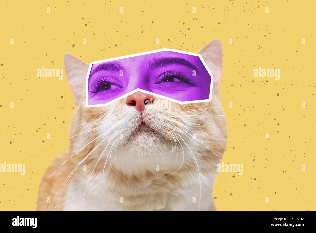 Creative portrait of cute cat with human eyes expressive different ...