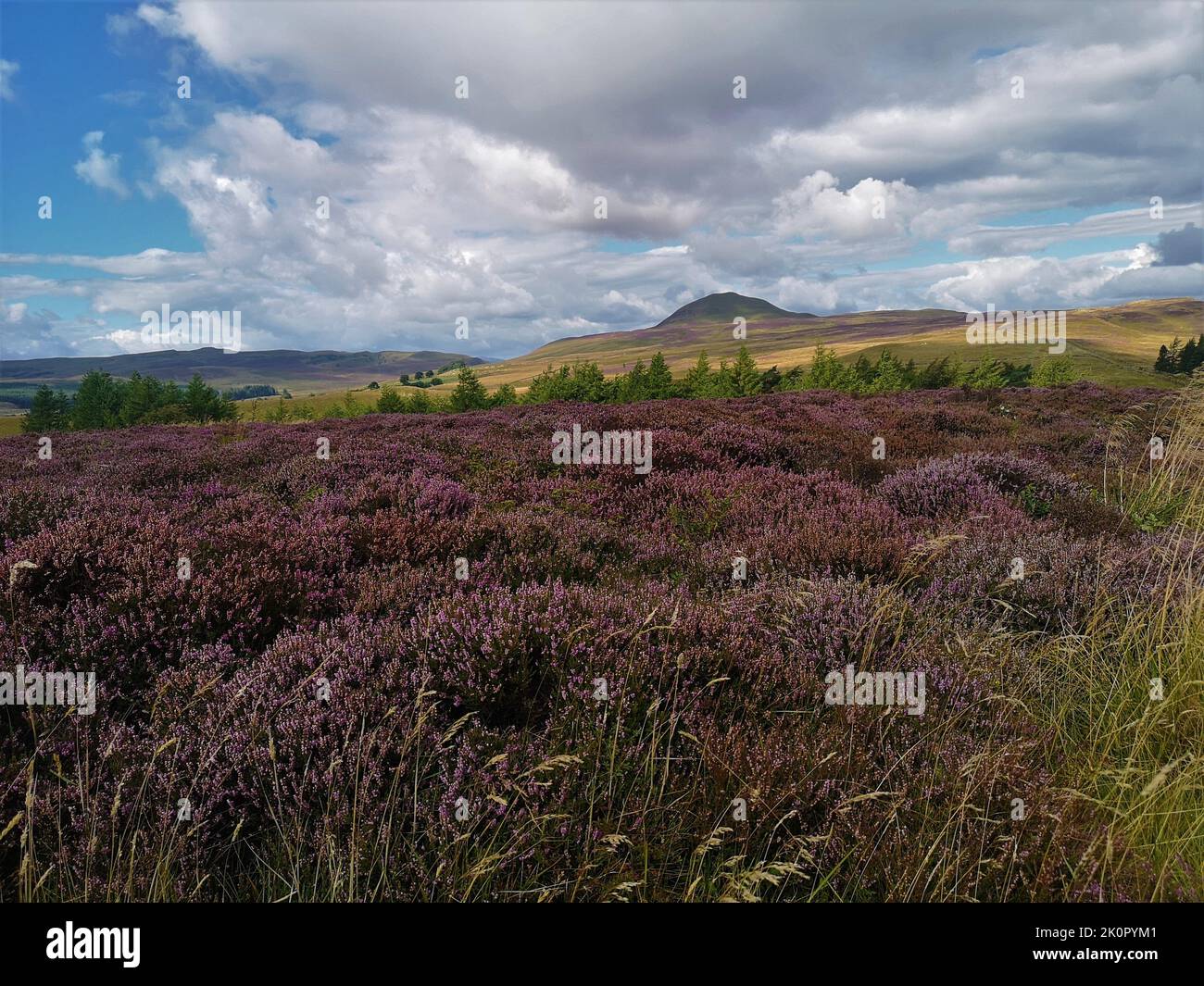 A view of the stunning late summer scenery on the slopes of east Lomond ...